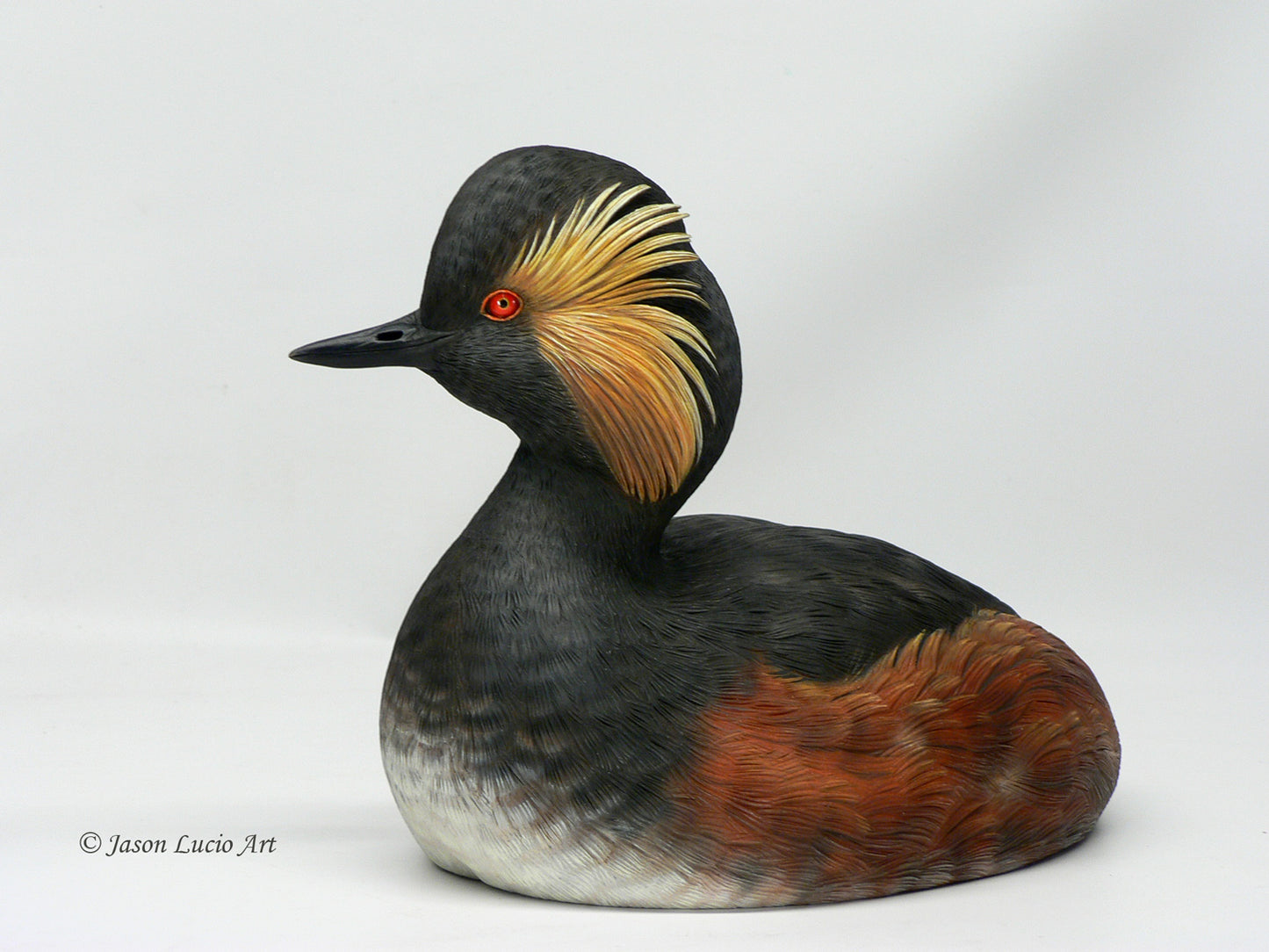Eared Grebe Carving Pattern, Life-size (download) – Jason Lucio Art
