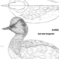 Eared Grebe Carving Pattern, Life-size (download) – Jason Lucio Art
