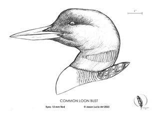 Common Loon Bust Carving Pattern, Life-size (download) – Jason Lucio Art